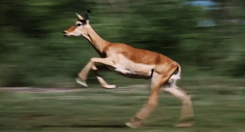 antelope-animated-gif-3 | MIND FORMS MATTER