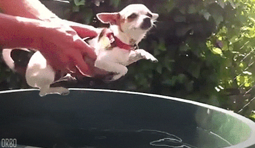 cute-funny-dog-animated-gif-52 | MIND FORMS MATTER